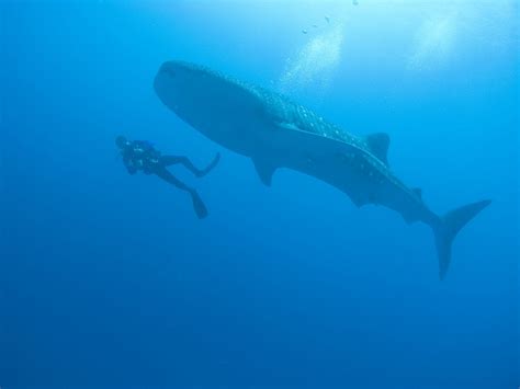 Ningaloo Reef Whale Shark Tours Meet The Big Five
