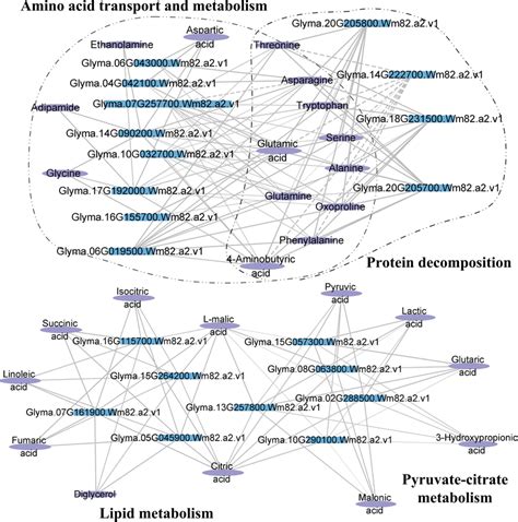 Integration Network Of Differential Metabolites And Differential Genes