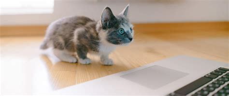 How To Create A Fake Rest Api For Your Project With Json Server Dev