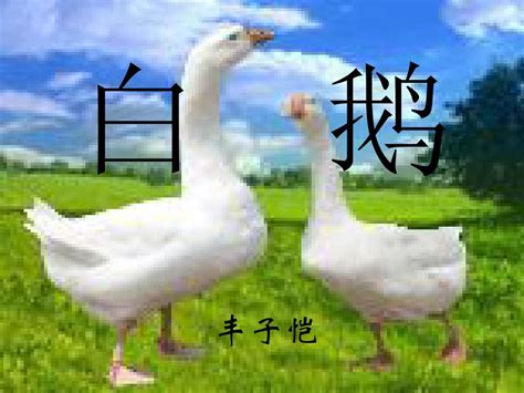 小学四年级上册语文第十三课白鹅PPT课件2 word文档在线阅读与下载 无忧文档