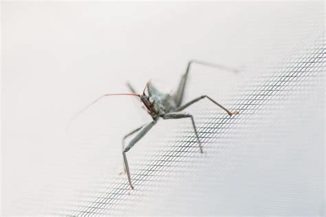 Premium Photo Silent Assassin The Wheel Bugs Stealthy Presence In The Premium Photo Silent Assassin The Wheel Bugs Stealthy Presence In The