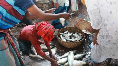 স্বাদ থাকলেও ‘সাধ্য নেই ইলিশ কেনার
