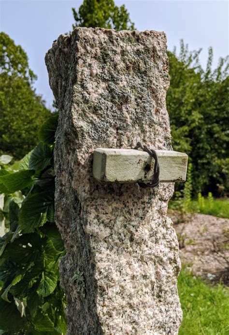Maintaining The Raspberry Bushes The Martha Stewart Blog