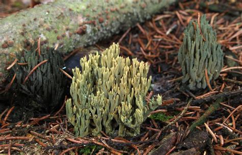 Ramaria Abietina The Ultimate Mushroom Guide