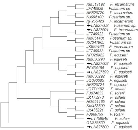 maximum likelihood tree formed using mega 7 software → fusarium