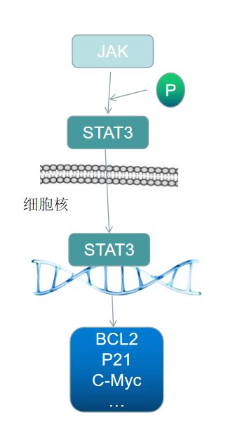 经典信号通路——jak Stat信号通路