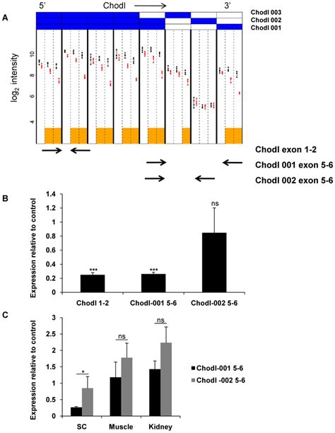 Alternative Splicing Of Chodl A Graphical Output Of The Exon Level Download Scientific