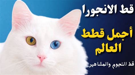 تعرف على صفات قطط الأنجوراقط الانغورا التركيangora Cat Youtube