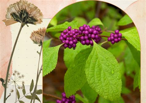 Callicarpa Seeds Collection Of Garden Seeds For Planting Beautyberry