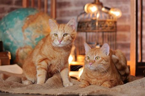 Do Cats Enjoy Sex Mating Vet Reviewed Feline Facts Catster