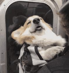 Corgi Sleeping On Train 