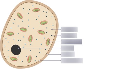 Diagram Of Fungal Cells Quizlet