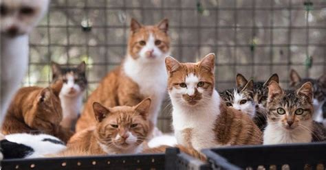 ჩინეთში პოლიციამ კატის ხორცით უკანონო ვაჭრობის ფაქტის აღკვეთით 1000 კატა გადაარჩინა ტაბულა