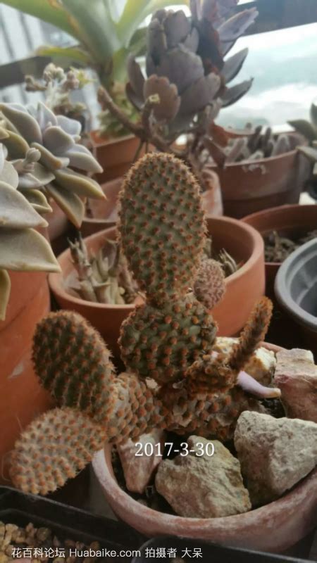 锦晃星图片大全 花百科图库