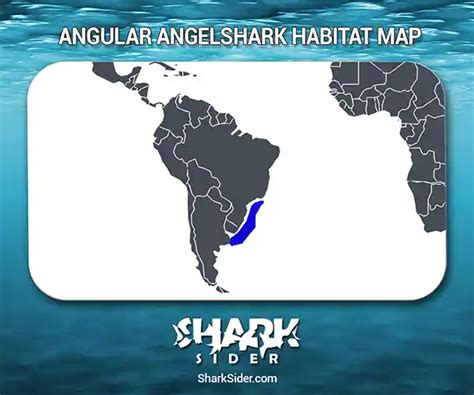 Angular Angelshark Facts Size Behavior Diet Pictures