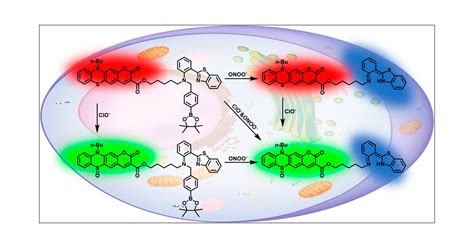 Dual Responsive Ratiometric Fluorescent Probe For Hypochlorite And