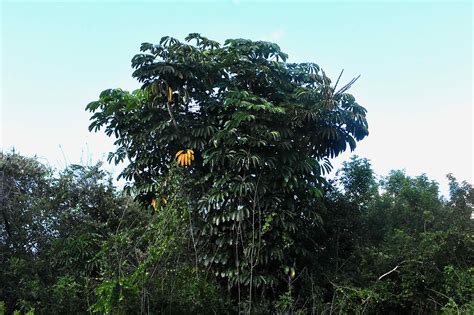 Schefflera Umbrella Tree