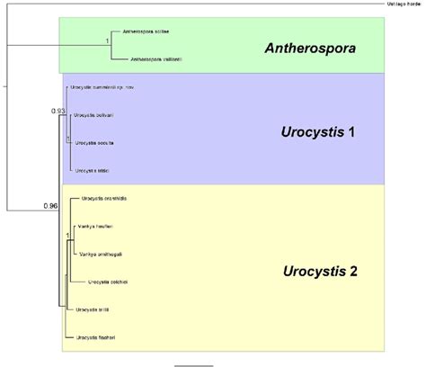 Bayesian Inference Of Phylogenetic Relationships Resulting From The Download Scientific Diagram