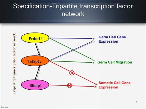 Primordial Germ Cells Ppt