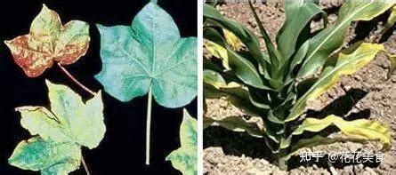 植物养护植物缺素症图谱大集合 知乎