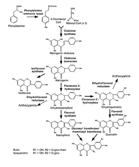 Flavonoid Biosynthetic Pathway Included Are The Structures Of The Major