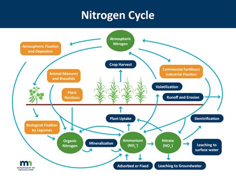 How Fertiliser Affects The Nitrogen Cycle London Daily News