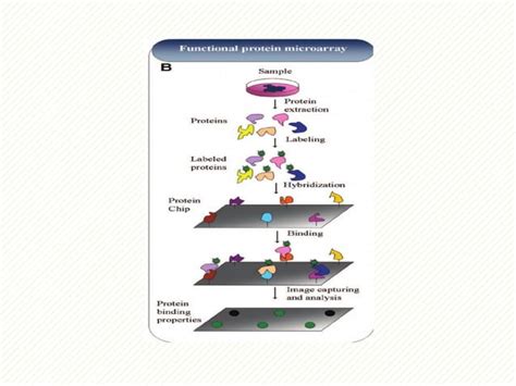 Protein Microarray Matrix Protein Identification Ppt