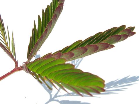 The Sensitive Plant Mimosa Pudica Dengarden