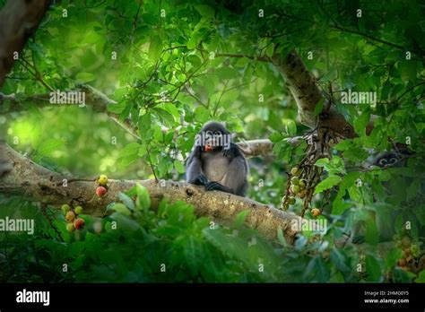 Dusky Leaf Monkey Trachypithecus Obscurus Stock Photo Alamy