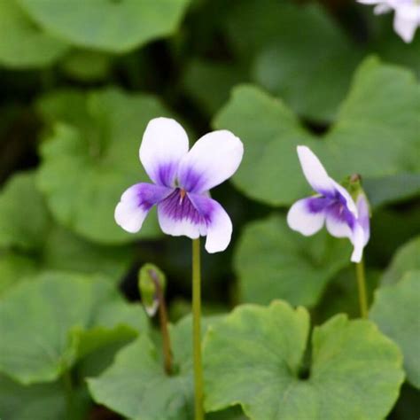 Native Violet The Plant Hub
