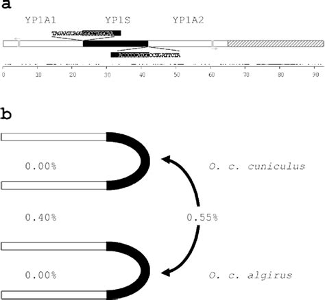 Sry Palindromic Structure In Rabbits And Levels Of Divergence Between Download Scientific