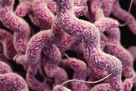 Genetic Determinants That Help Campylobacter Survive Poultry Processing Poultry World