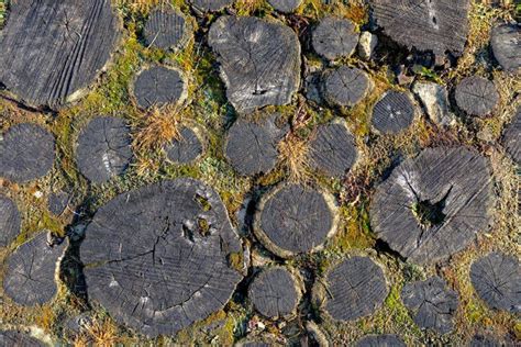 Close Up Of A Rustic Pathway Made Of Tree Trunk Slices Known As