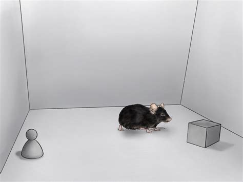 Novel Object Recognition Test Scantox