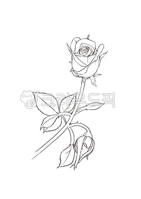 Handdrawing 손그림 Plant 식물 Flower 사진이미지일러스트캘리그라피 Bombom1222작가