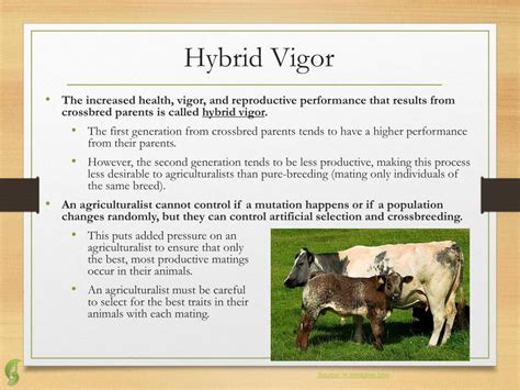 PPT Agricultural Genetic Selection PowerPoint Presentation Free Download ID 2472961