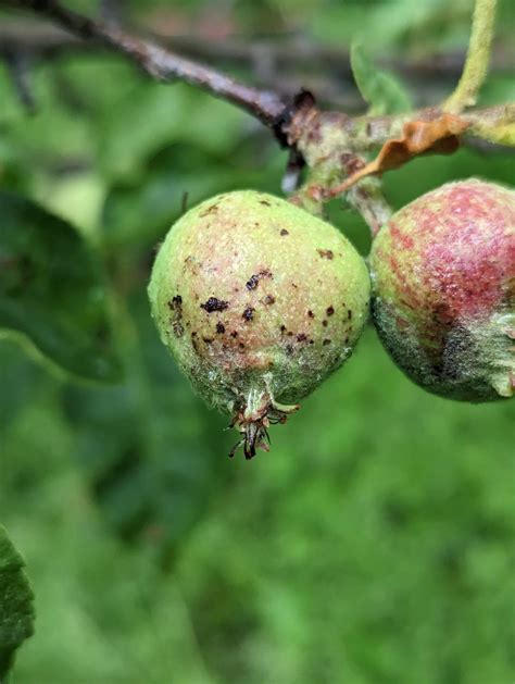 Is This Cedar Apple Rust On My Apple Tree R Backyardorchard