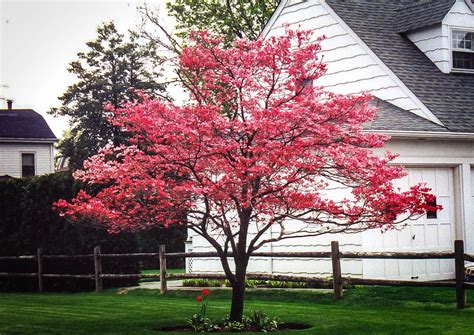 Cornus Florida Flowering Dogwood Tree Cost Best Flower Site