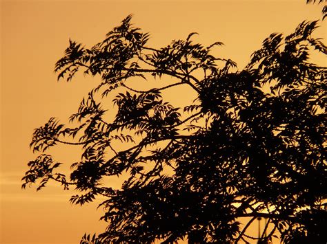 Tree Branch Sunset Sky Afterglow Free Image From Needpix Com