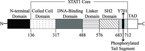 Schematic Structure Of Stat1 Protein The Stat 1 Protein Contains Four Download Scientific