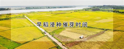 水稻灌浆期水肥管理 发财农业网