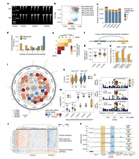 Nature Genetics一作直播 棉花种质演化的基因组结构特征揭秘 知乎