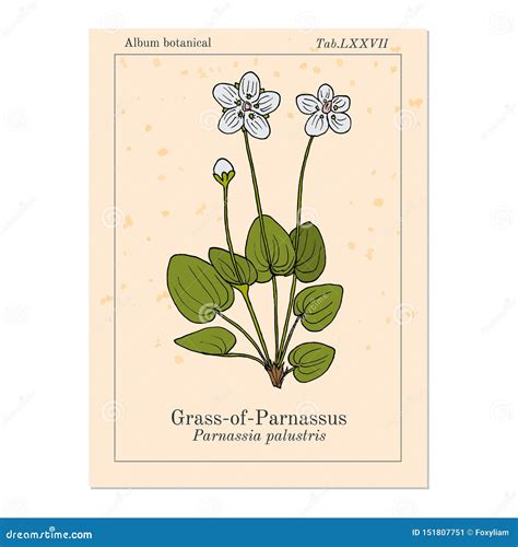 Parnassus Cartoons Illustrations And Vector Stock Images 325 Pictures