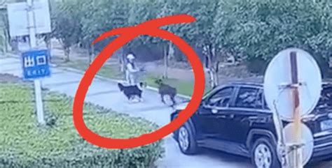 未栓绳杜宾犬对人和边牧攻击，报警后狗狗被没收宠界新闻