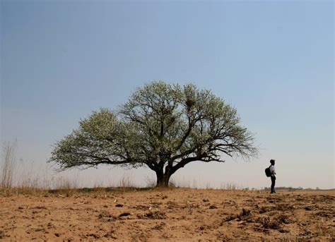 A Tree In The Desert Stock Photo Image Of Savanna Steppe 20068156