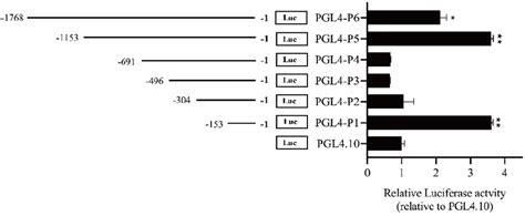 双萤光素酶报告基因专题 爱必信（上海）生物科技有限公司