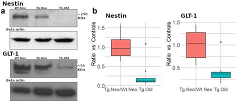 Protein Expression Of Glt 1 And Nestin Markers In Tgold Astrocytes A Download Scientific