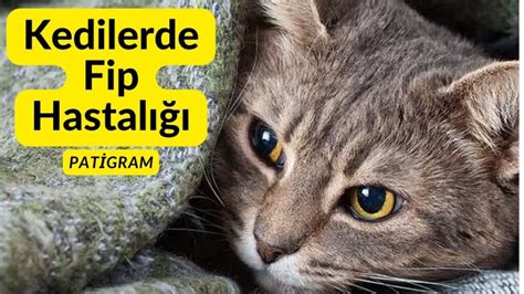 Kedilerde Fİp Hastalığı Patigram