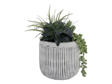 Best Wholesale Succulent In Stripped Pot 24cm Tware Australia Godt