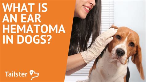 What Is A Hematoma Of The Ear In Dogs Signs Causes And Treatments